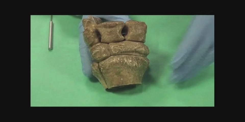 Short Bones V1.mov | media.heanet.ie